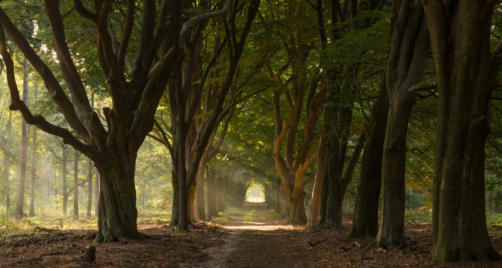 Natuurgebieden in Twente - Visit Twente