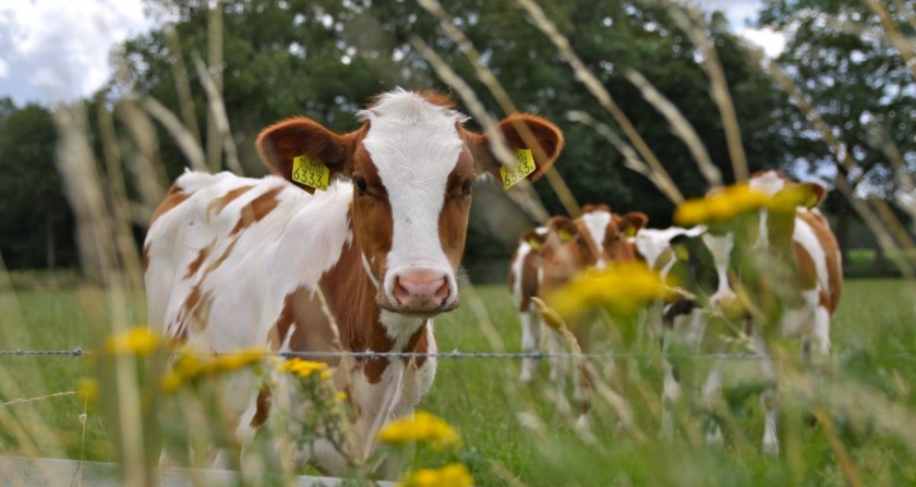 Junner Koeland Route - Vechtdal Overijssel