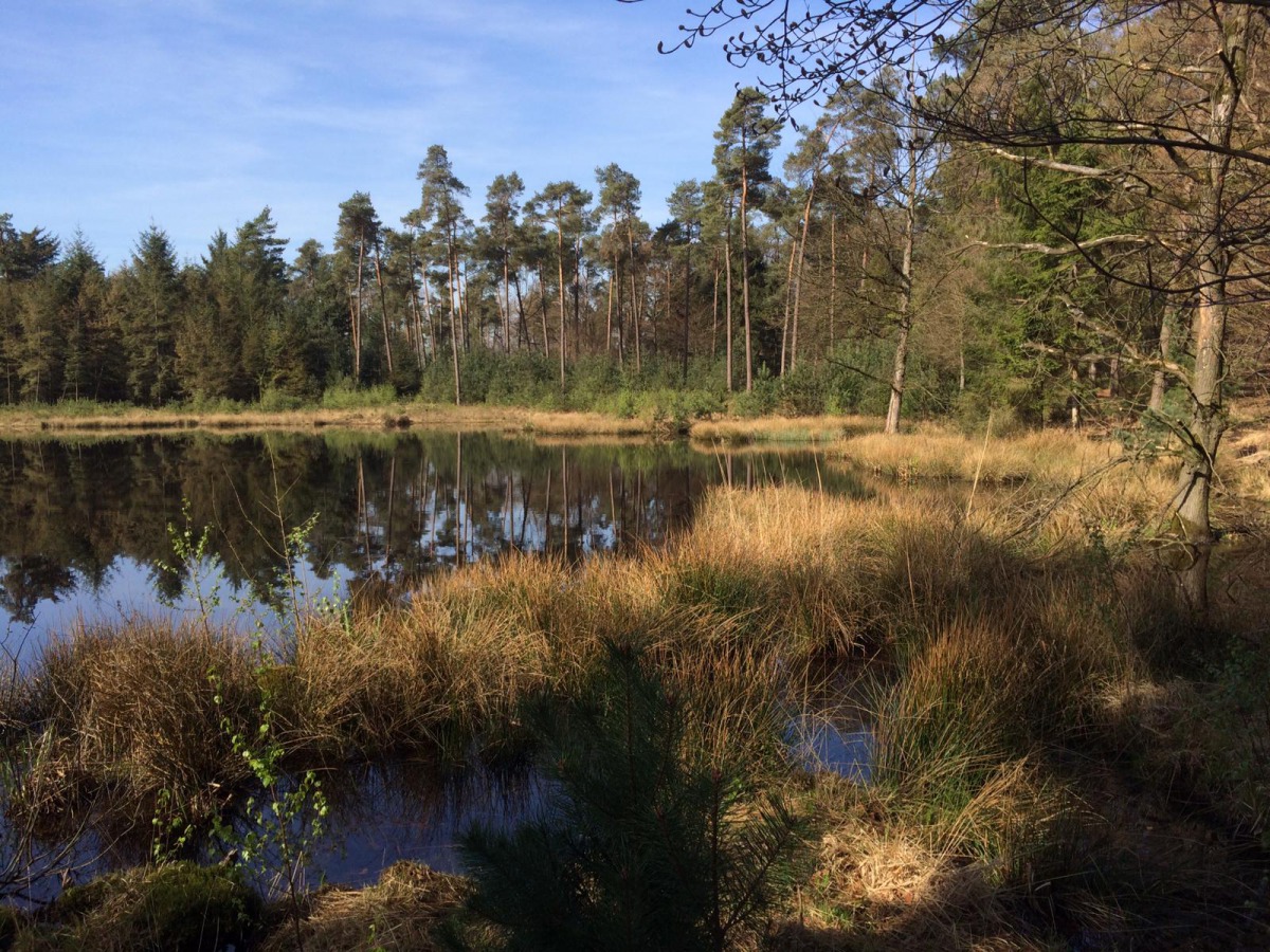 Natuurgebied Haagse Bos - Visit De Lutte Losser