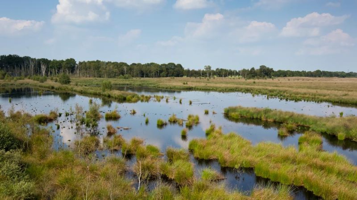 Over het Wierdense Veld - Sallandse Heuvelrug