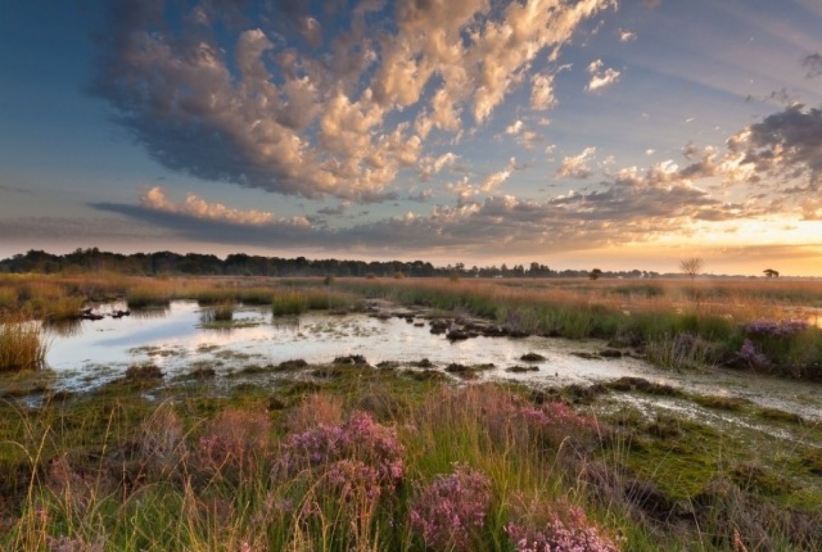 Wierdense Veld - Wierden Enter