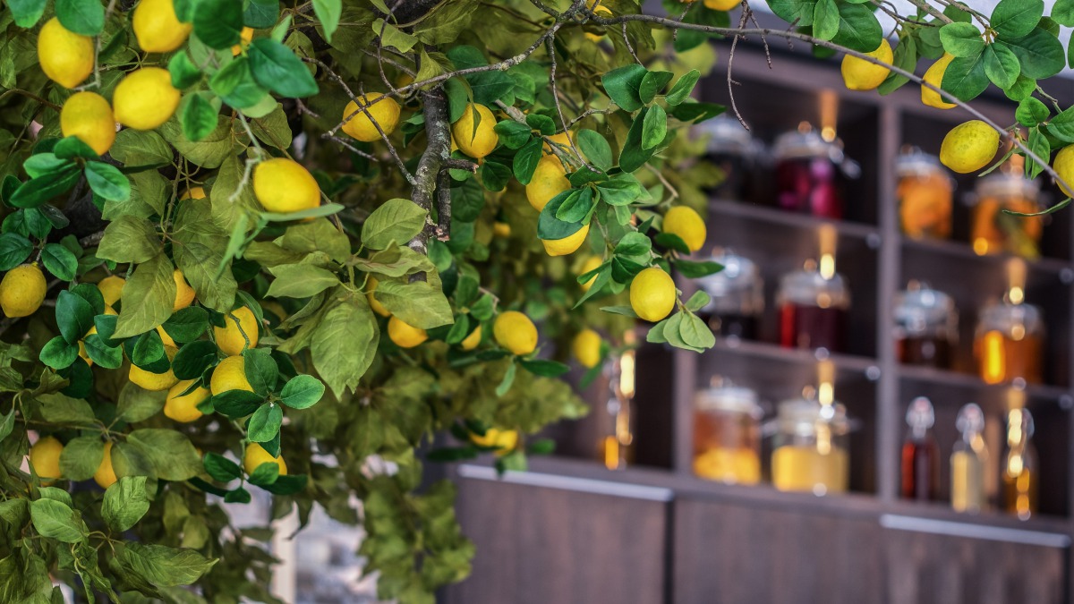 The Lemon Tree ...inDeventer