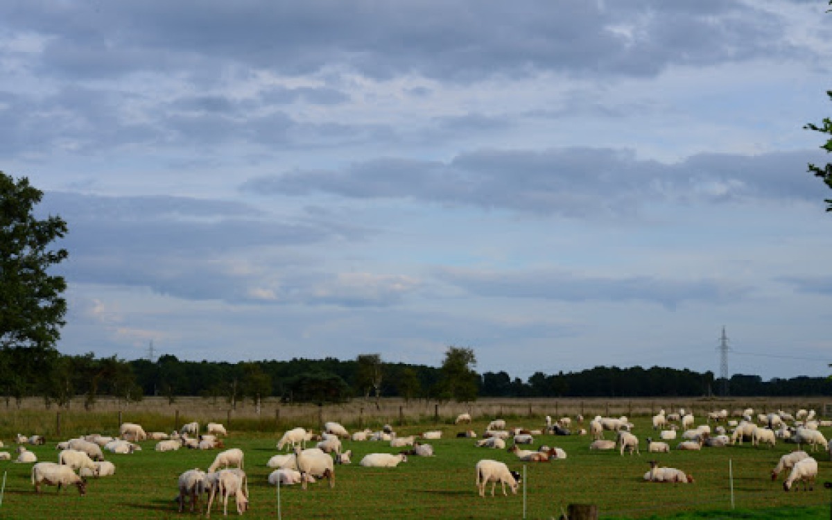 B & B Het Wierdense Veld - Visit Wierden-Enter