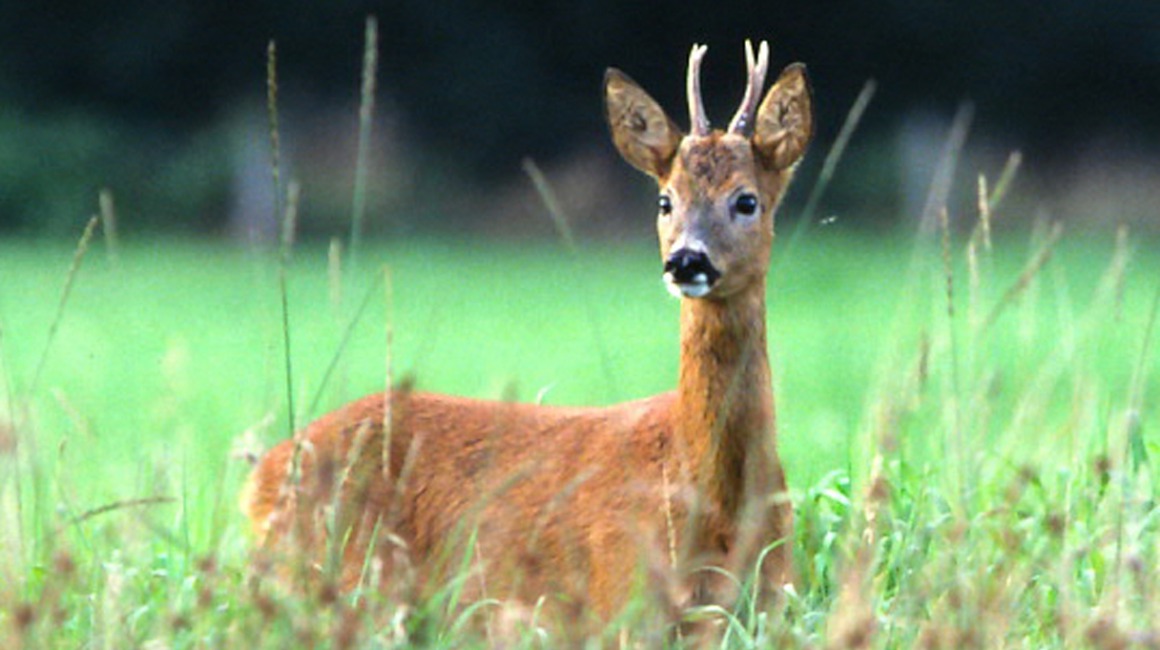 Speuren naar sporen van reeën - Sallandse Heuvelrug