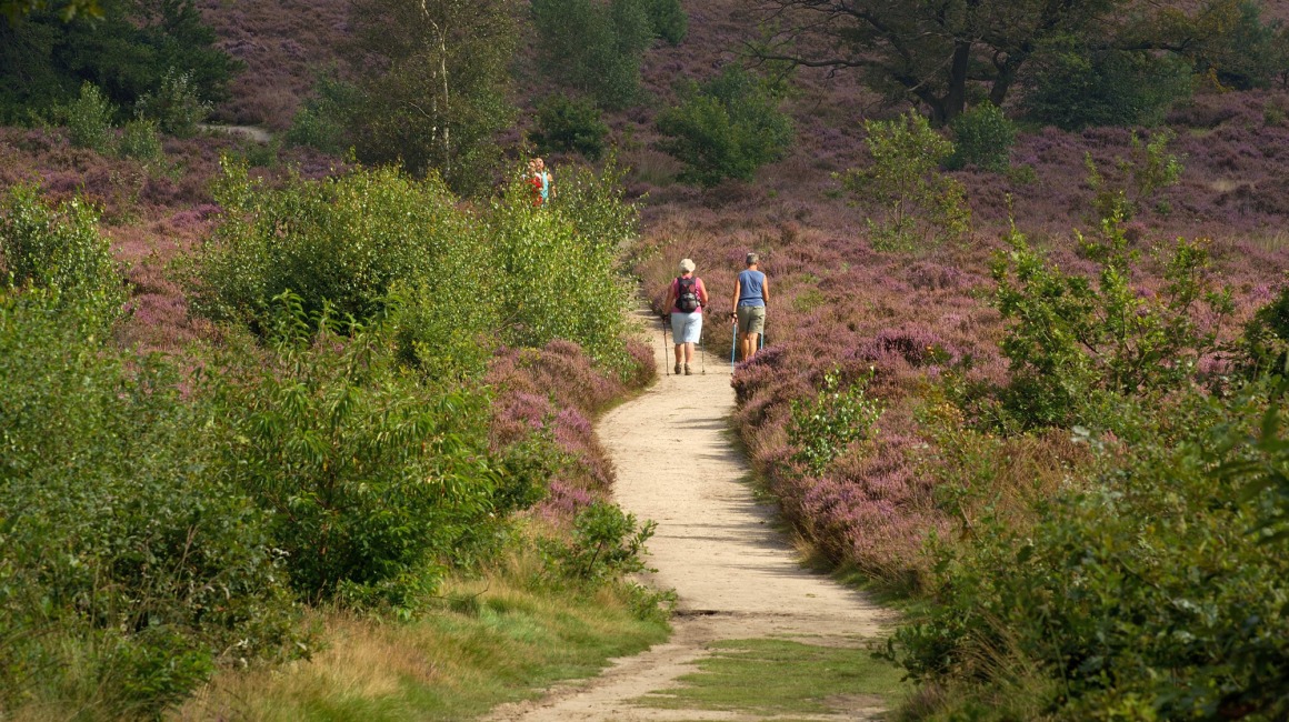 Dor en droge heide als gevolg van kever heidehaantje - Sallandse Heuvelrug