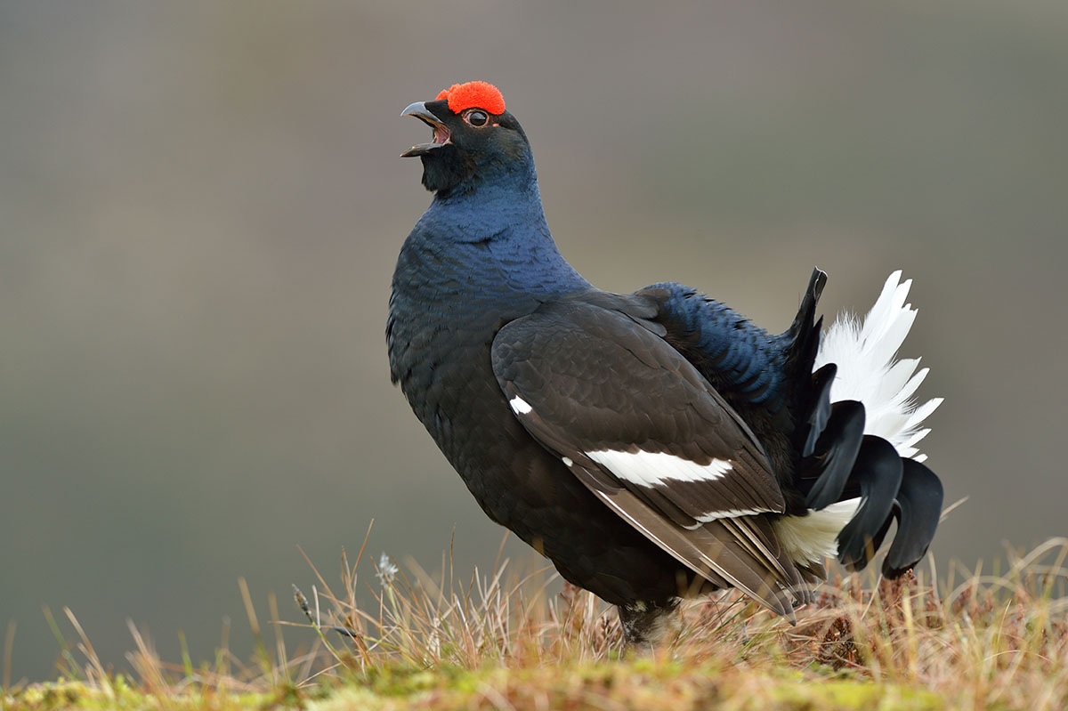 Het Korhoen - Toerisme Rijssen Holten